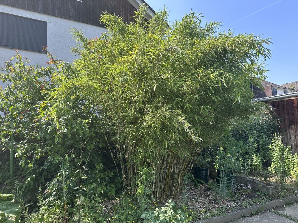 A New Era for European Bamboo: The European Bamboo Foundation Takes ...